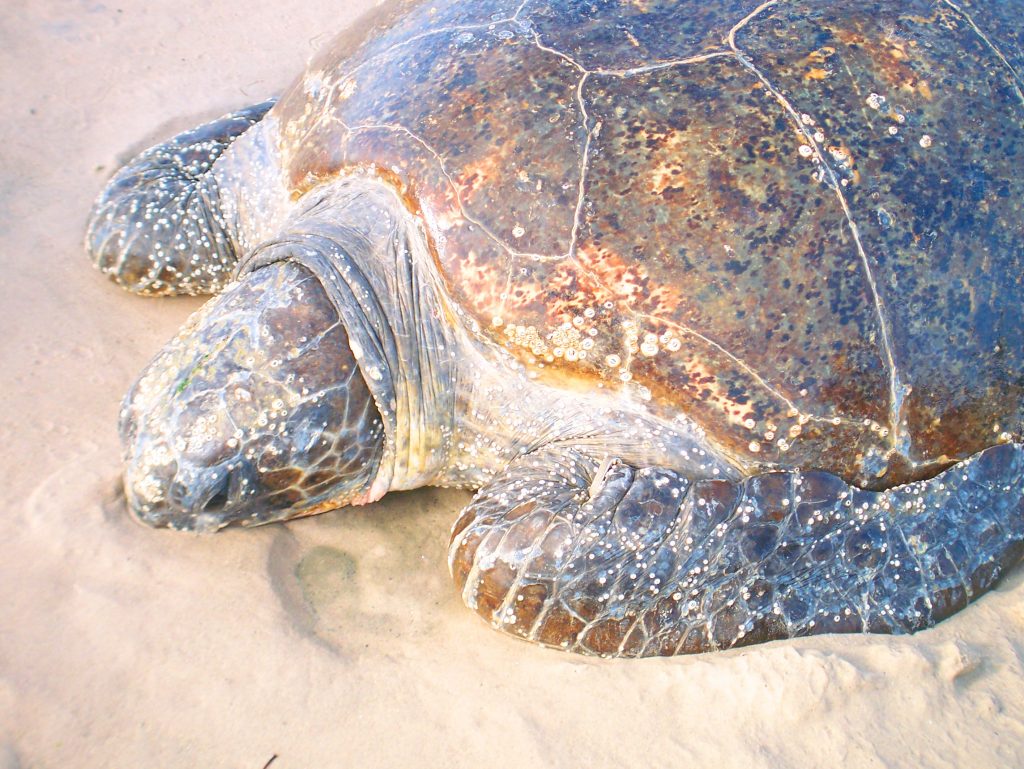 Gallery | Burrum Sands